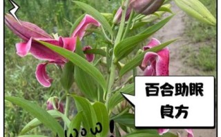 百合的功效与作用及副作用_百合吃多了有什么危害