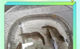 小虾吃什么食物长大_家养小虾饲料选择