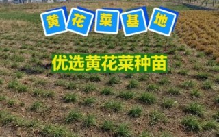 黄花菜种苗怎么选_黄花菜种苗价格多少钱一株