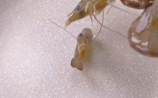 海虾怎么做不腥_去腥技巧全攻略