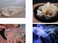 海蜇和水母是一样的吗_海蜇是水母吗