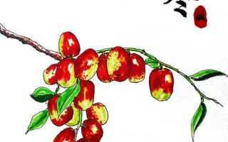 红枣图片大全大图简笔_红枣简笔画怎么画