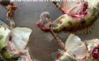 鳜鱼养殖利润怎么样_鳜鱼养殖成本与利润分析
