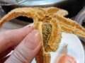 海星吃什么部位_海星哪些部位能吃