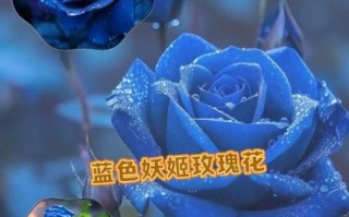 蓝色妖姬花语是什么_蓝色妖姬适合送什么人