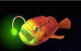 灯笼鱼为什么会发光_深海发光原理