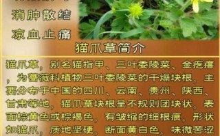 猫爪草的功效与作用主要治什么病_猫爪草能治哪些常见病