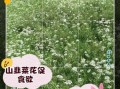 韭菜开花了还能吃吗_韭菜花食用价值与注意事项