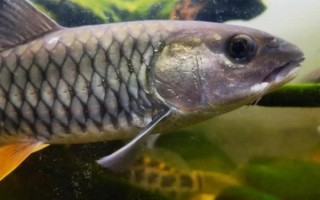 青竹鱼和军鱼的区别_如何快速分辨两种鱼