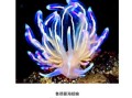 海兔图片大全_海兔是兔子还是海洋生物