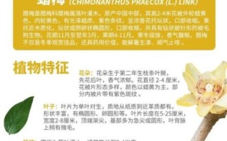 腊梅怎么养_腊梅养殖注意事项