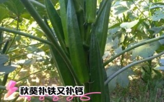 秋葵的功效与作用有哪些_秋葵的营养价值高吗