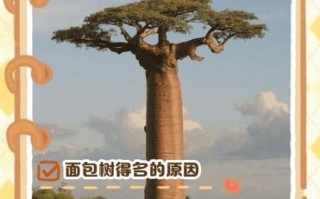 面包树为什么叫面包树_面包树名字的由来