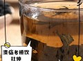 什么人不能喝杜仲茶_杜仲茶禁忌人群