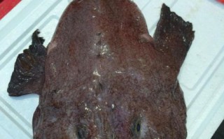 安康鱼多少钱一斤_安康鱼为什么这么便宜