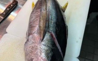 金枪鱼高清图哪里找_金枪鱼高清图怎么拍