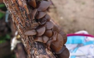 哪些树上的木耳不能吃_野外木耳中毒风险