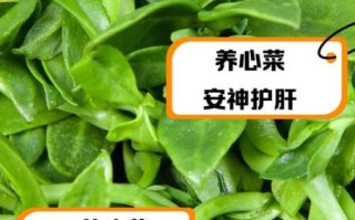 救心菜的功效是真是假_救心菜真的能降血压吗