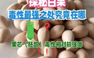 白果有毒吗_白果中毒症状