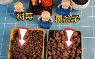 野生覆盆子图片_如何辨别真假野生覆盆子