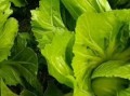 广东芥菜图片_广东芥菜长什么样