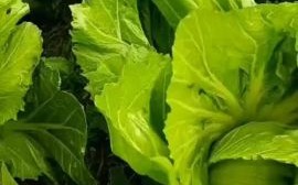 广东芥菜图片_广东芥菜长什么样