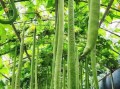 丝瓜为什么长成长条形_丝瓜形状与品种关系