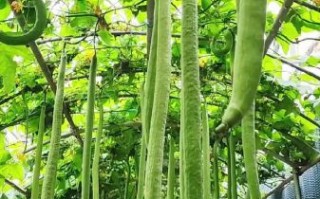 丝瓜为什么长成长条形_丝瓜形状与品种关系