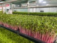 菜之初芽苗菜加盟靠谱吗_加盟费多少钱