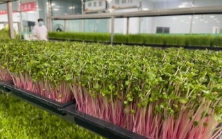菜之初芽苗菜加盟靠谱吗_加盟费多少钱