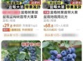 蓝莓的功效与作用价格_蓝莓多少钱一斤