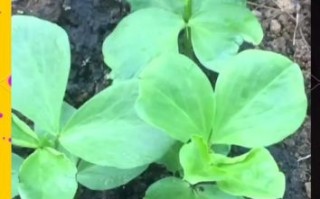 蚕豆图片_蚕豆生长周期多久