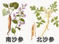 北沙参长什么样_北沙参和南沙参区别