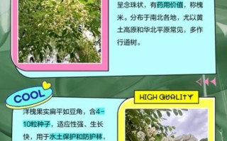 国槐花图片_国槐花与洋槐区别