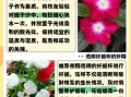 长春花怎么繁殖_长春花扦插多久生根