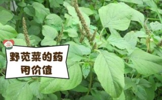 野苋菜吃多了会中毒吗_野苋菜中毒症状有哪些