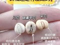 贝母有几种_川贝母与浙贝母区别