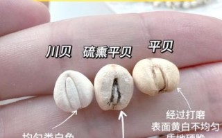 贝母有几种_川贝母与浙贝母区别