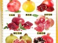 吃石榴能减肥吗_石榴减肥的正确吃法