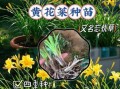 黄花菜怎么种_黄花菜种植技术详解