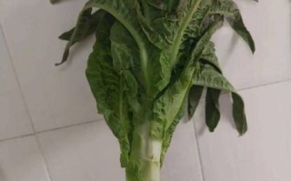 莴苣叶怎么炒好吃_莴苣叶凉拌做法