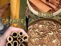 桂皮图片香料_真假辨别与选购技巧