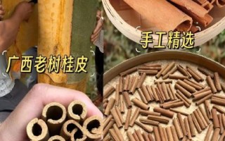 桂皮图片香料_真假辨别与选购技巧