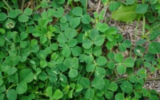 苜蓿草图片大全_苜蓿草长什么样