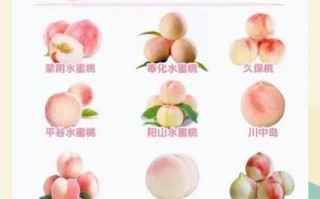 桃子的营养价值有哪些_吃桃子有什么好处