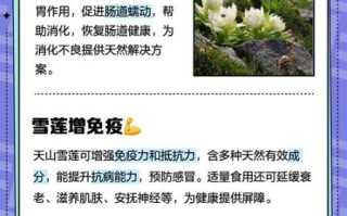 天山雪莲花的作用与功效_天山雪莲花的功效与作用有哪些