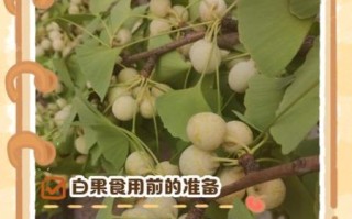白果怎么吃治疗妇科病_白果一天吃几颗才有效