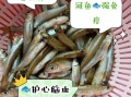 小河鱼种类大全_如何分辨常见小河鱼