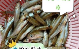 小河鱼种类大全_如何分辨常见小河鱼