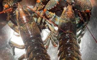 波士顿龙虾清蒸几分钟_清蒸波士顿龙虾时间